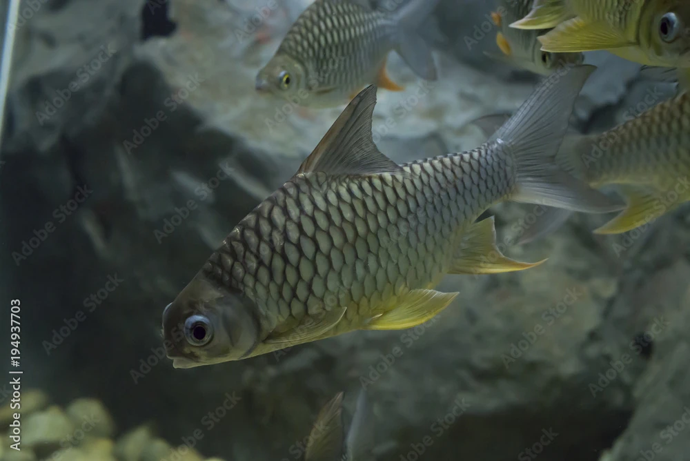 Smith's Barb | NatureRules1 Wiki | Fandom