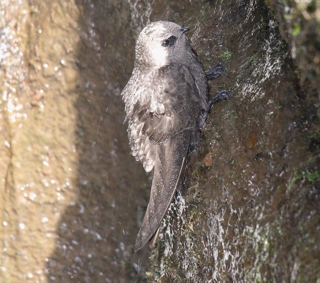 Great Dusky Swift | NatureRules1 Wiki | Fandom