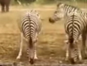 Plains Zebra | NatureRules1 Wiki | Fandom