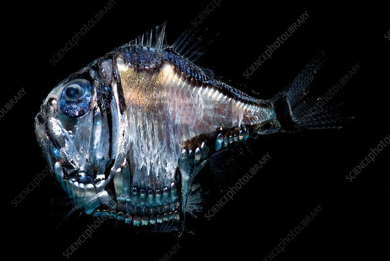 Atlantic Silver Hatchetfish | NatureRules1 Wiki | Fandom