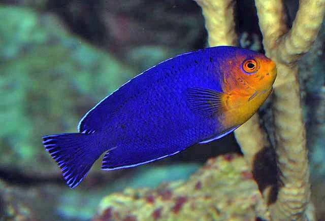 Cherubfish | NatureRules1 Wiki | Fandom