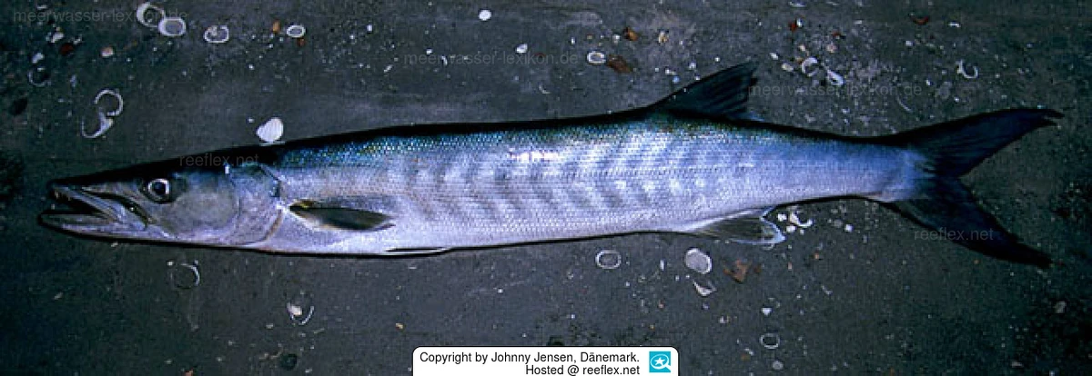 Guinean Barracuda | NatureRules1 Wiki | Fandom