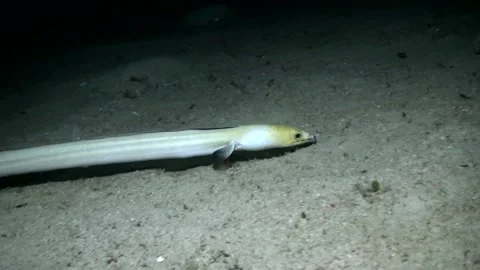 Highfin Snake Eel | NatureRules1 Wiki | Fandom