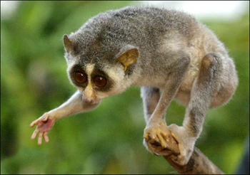 Grey Slender Loris | NatureRules1 Wiki | Fandom