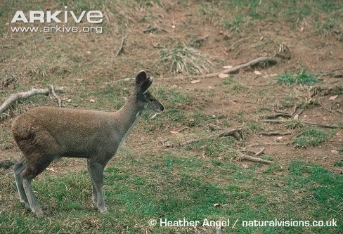 Himalayan Musk Deer | NatureRules1 Wiki | Fandom