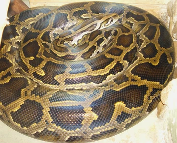 burmese python us 1 pinecrest