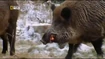 Leo the Wildlife Ranger | NatureRules1 Wiki | Fandom