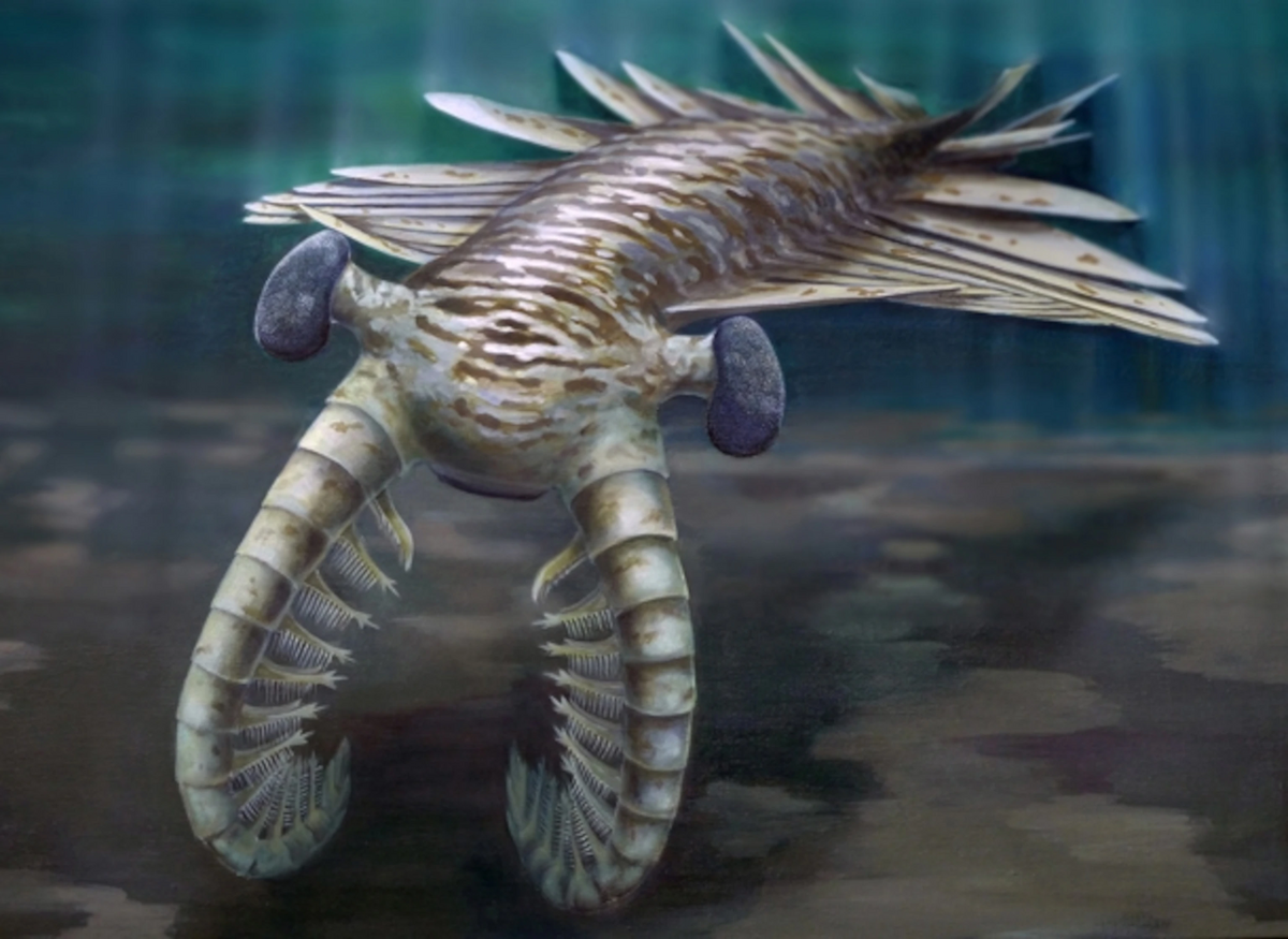 Anomalocaris Naturerules1 Wiki Fandom