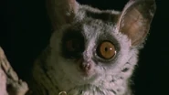 Senegal Bushbaby | NatureRules1 Wiki | Fandom