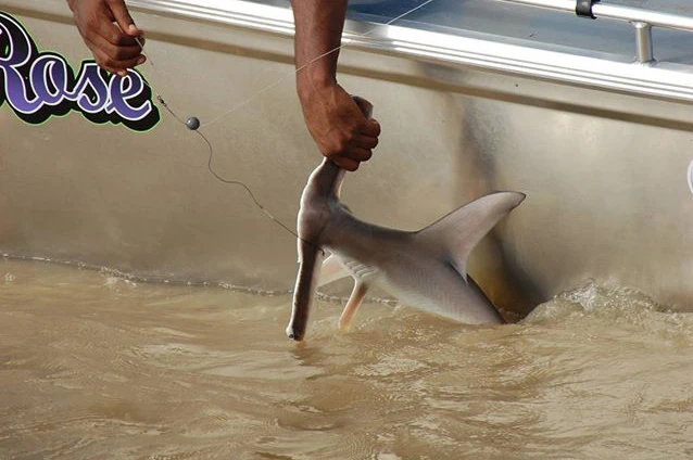 Winghead Shark | NatureRules1 Wiki | Fandom