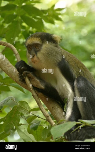 Lowe's Mona Monkey | NatureRules1 Wiki | Fandom