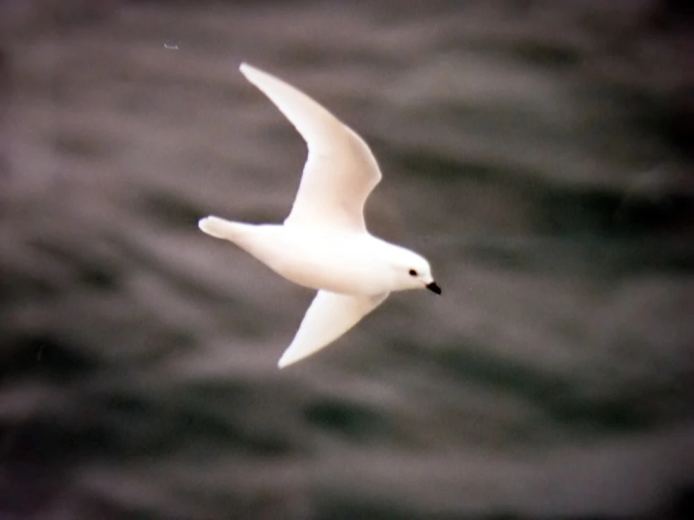 Snow Petrel | NatureRules1 Wiki | Fandom