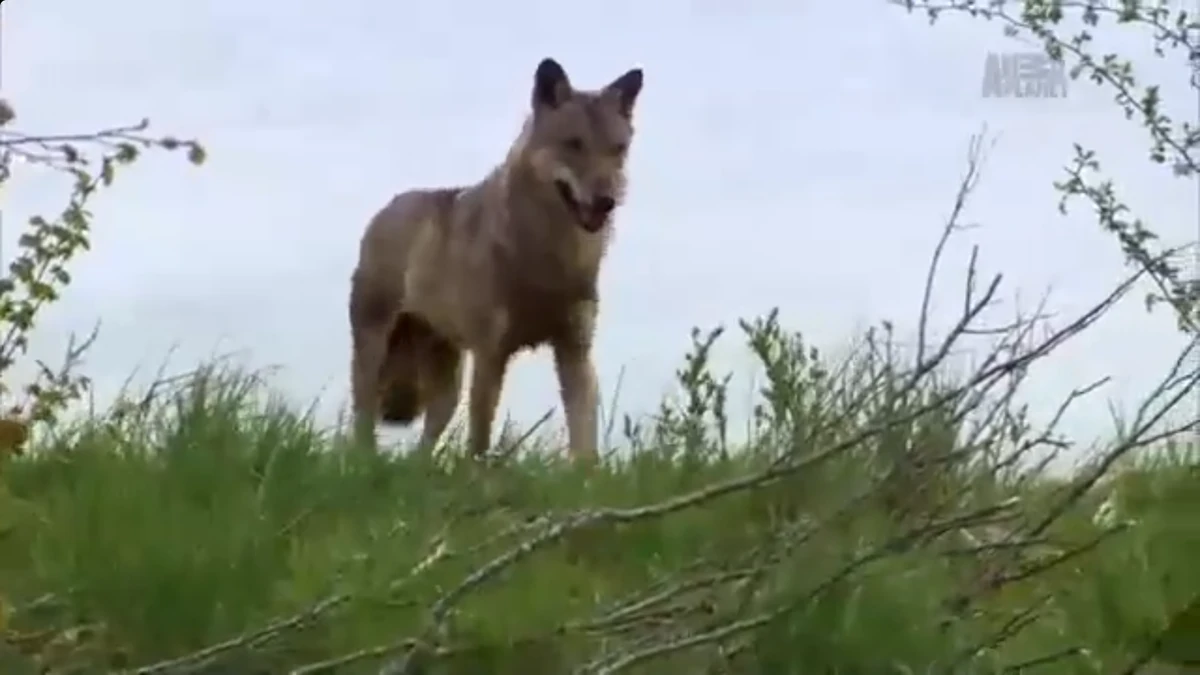 Wildlife Fact File | NatureRules1 Wiki | Fandom