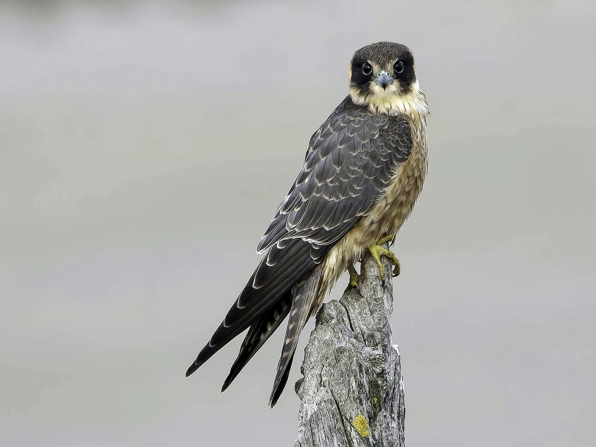 Australian Hobby | NatureRules1 Wiki | Fandom