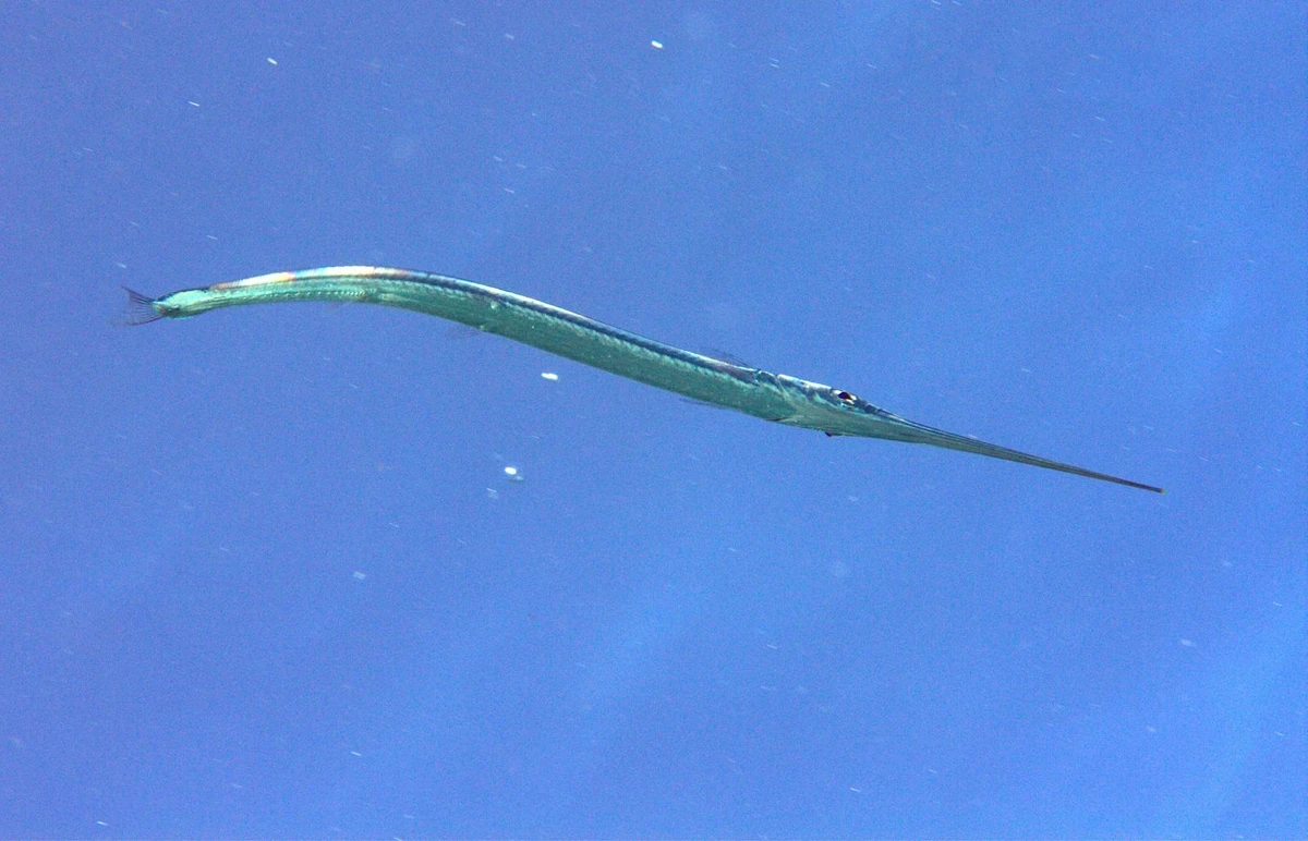 California Needlefish | NatureRules1 Wiki | Fandom