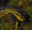 Yellow Anaconda | NatureRules1 Wiki | Fandom