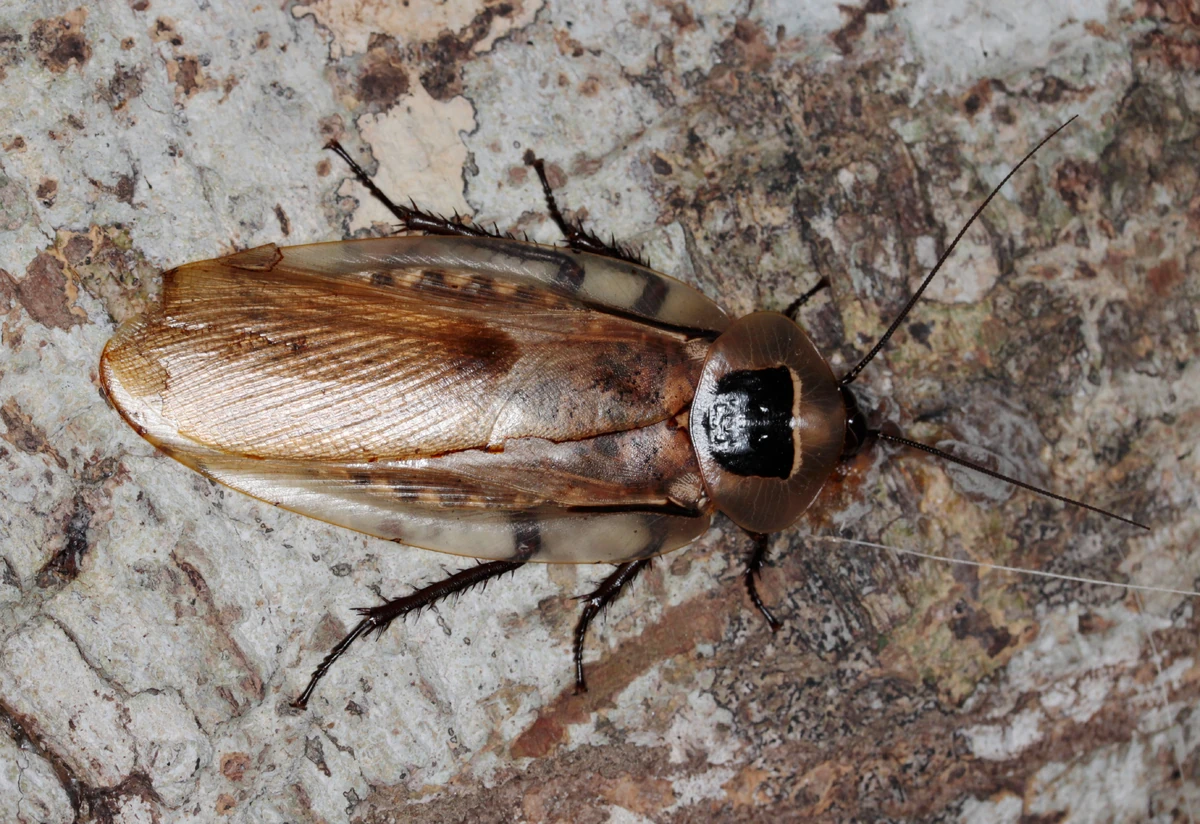 Giant Cave Cockroach | NatureRules1 Wiki | Fandom