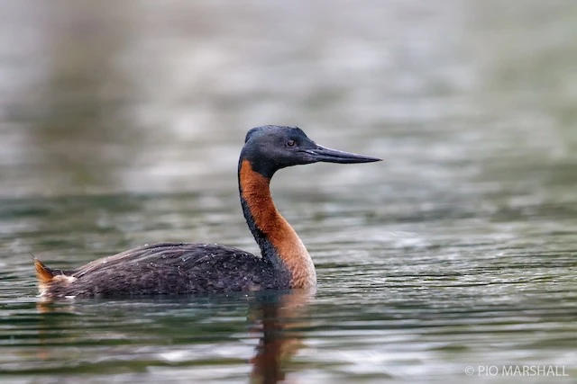 Great Grebe | NatureRules1 Wiki | Fandom