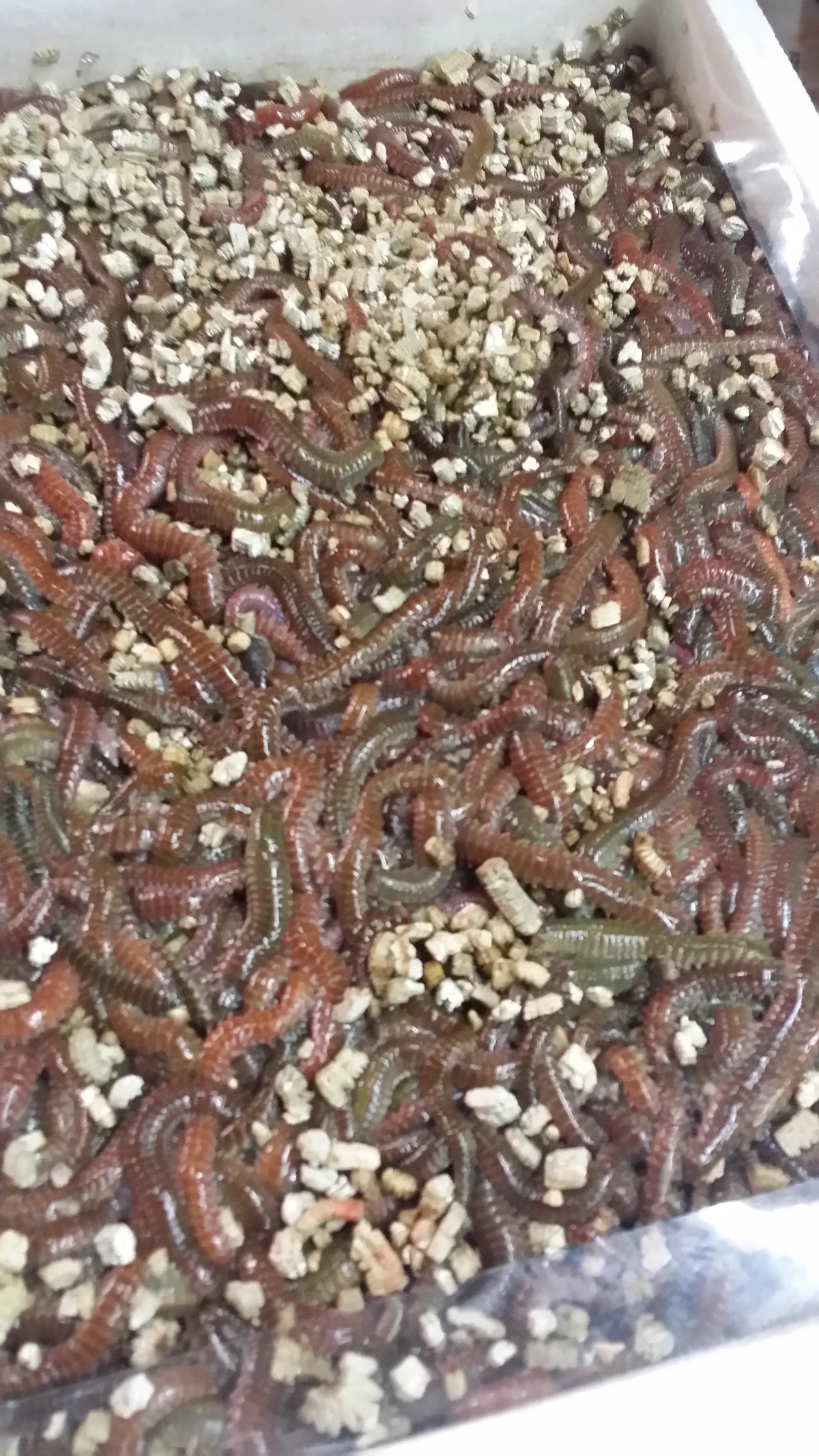 King Ragworm | NatureRules1 Wiki | Fandom