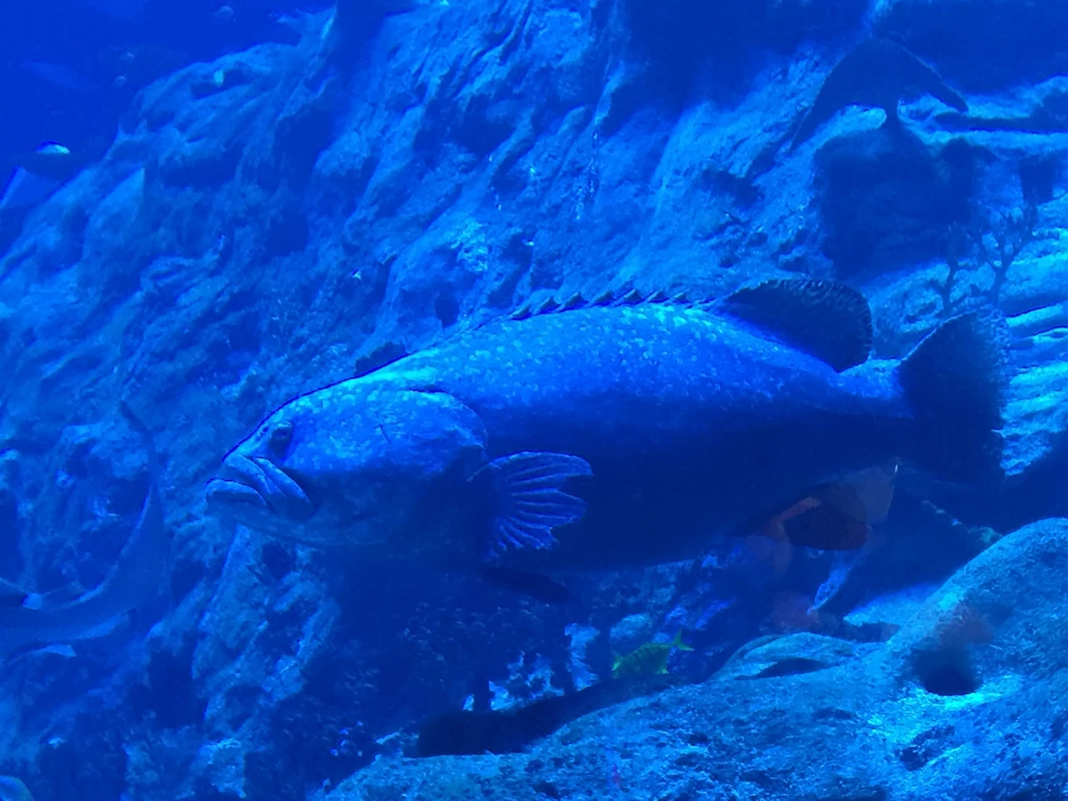 Queensland Grouper | NatureRules1 Wiki | Fandom