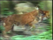 Dhole | NatureRules1 Wiki | Fandom