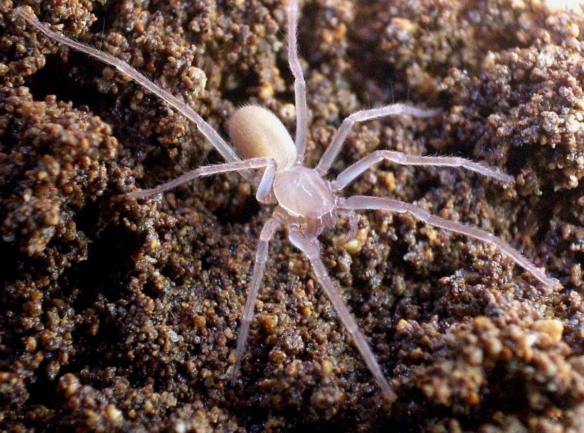 Tooth Cave Spider | NatureRules1 Wiki | Fandom