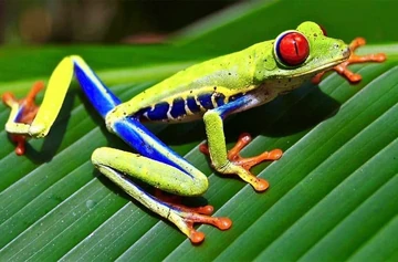 Red Eyed Tree Frog Research