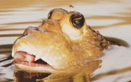 Giant Mudskipper | NatureRules1 Wiki | Fandom