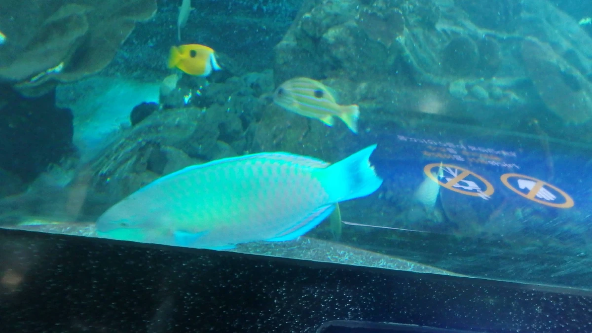 Heavybeak Parrotfish | NatureRules1 Wiki | Fandom