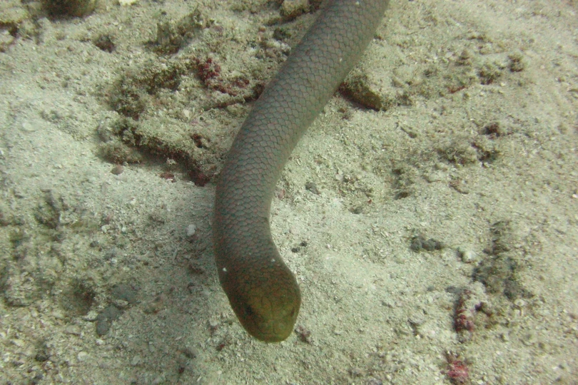 Olive Sea Snake | NatureRules1 Wiki | Fandom