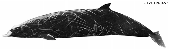 Hubbs' Beaked Whale | NatureRules1 Wiki | Fandom