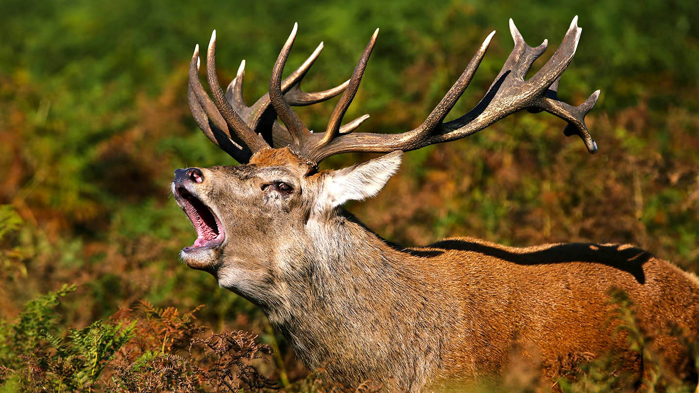Red deers store
