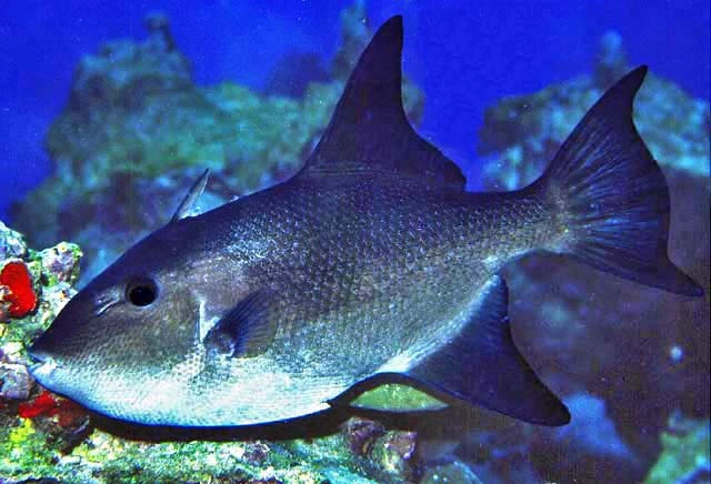 Rough Triggerfish | NatureRules1 Wiki | Fandom