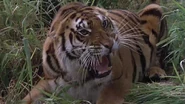 Malayan Tiger | NatureRules1 Wiki | Fandom