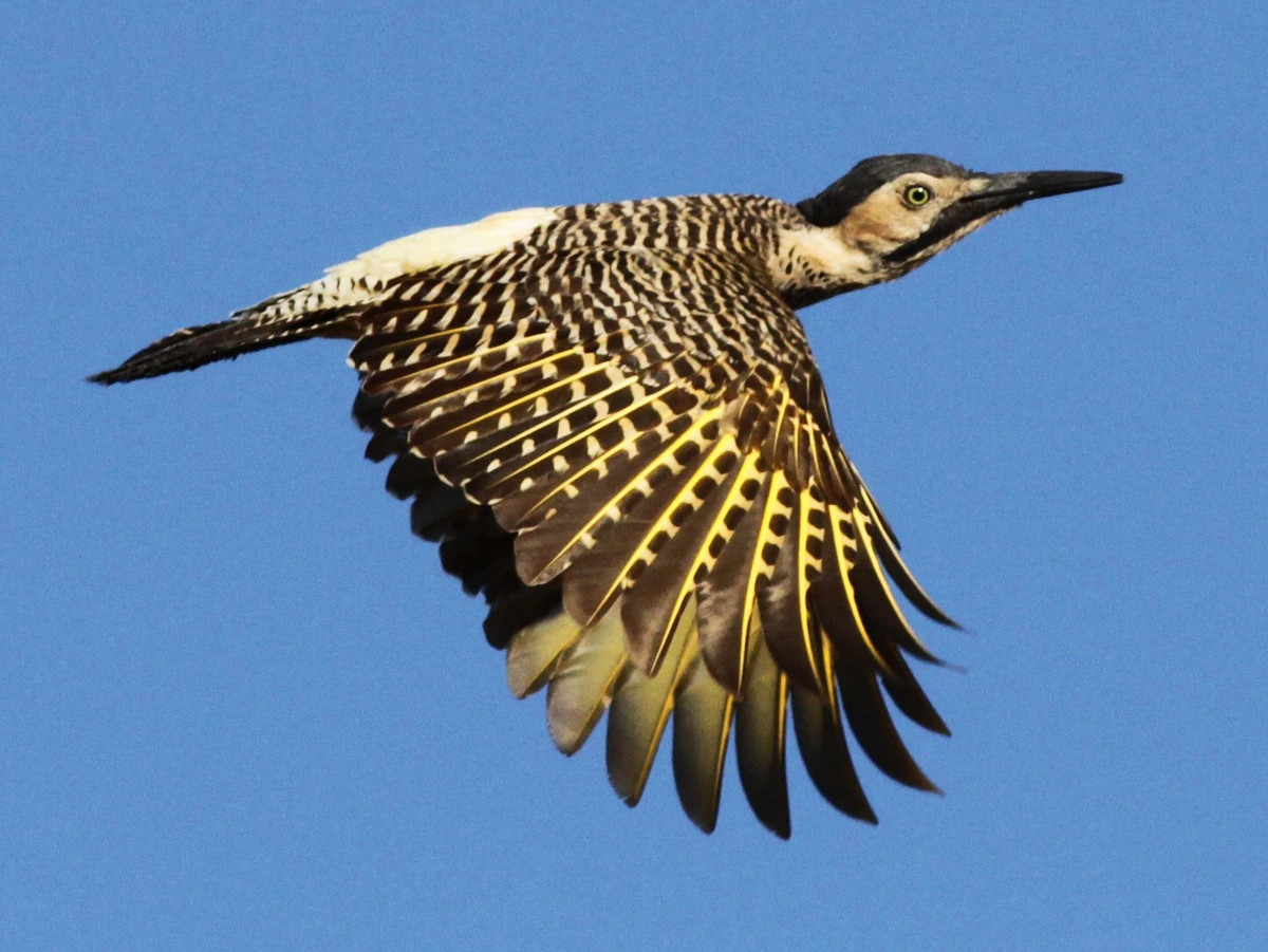 Andean Flicker | NatureRules1 Wiki | Fandom