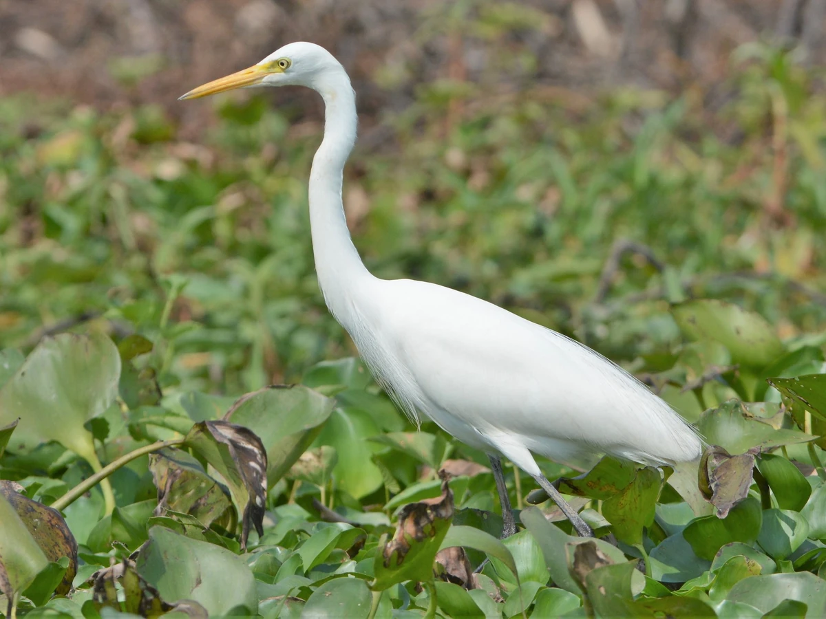 Intermediate Egret | NatureRules1 Wiki | Fandom