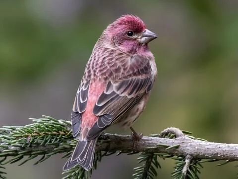 Purple Finch | NatureRules1 Wiki | Fandom
