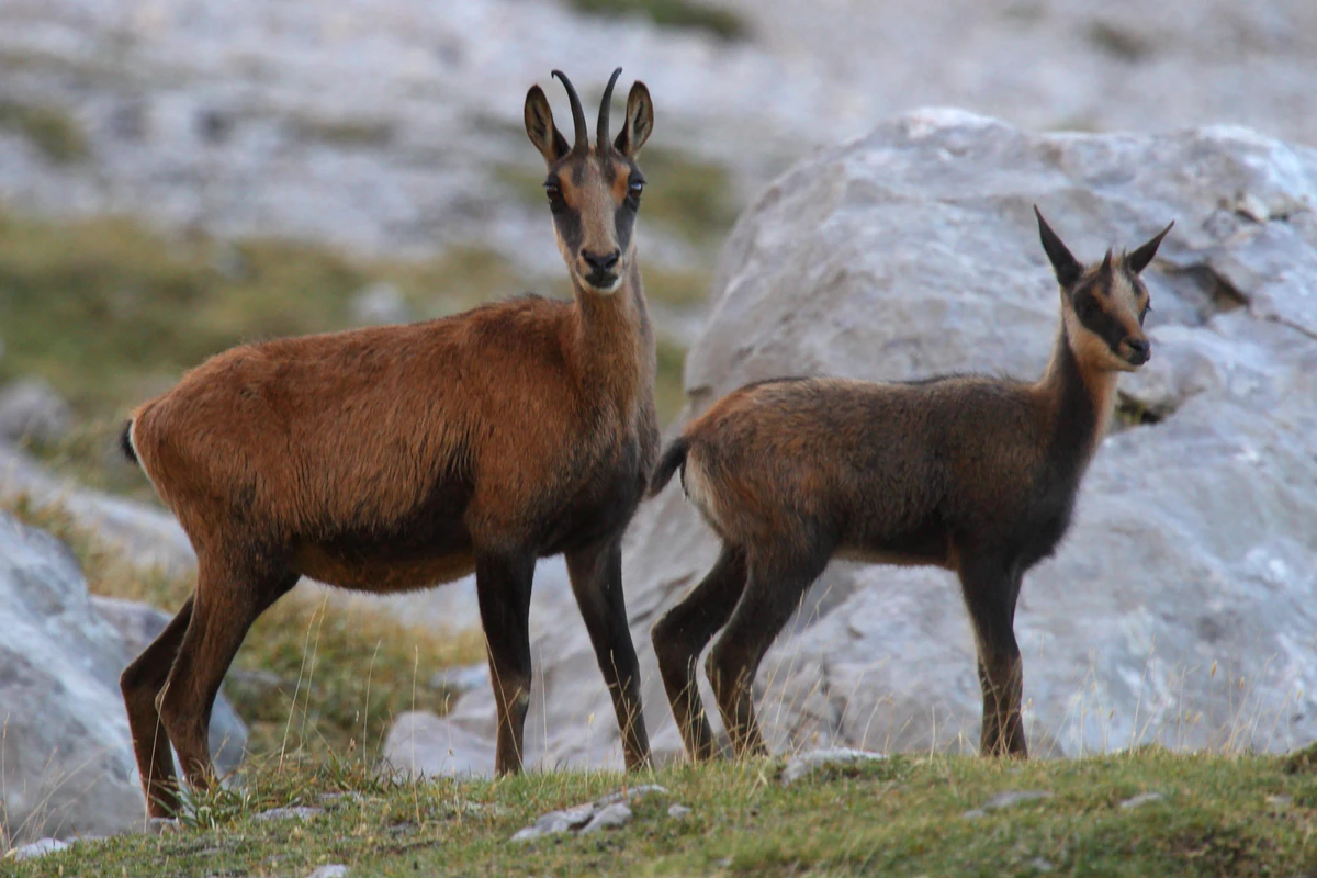 Pyrenean Chamois | NatureRules1 Wiki | Fandom