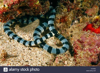 Yellow-lipped Sea Krait | NatureRules1 Wiki | Fandom