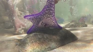 List of Species in Finding Nemo | NatureRules1 Wiki | Fandom