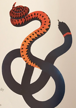 how to draw a ringneck snake