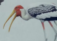 Painted Stork | NatureRules1 Wiki | Fandom
