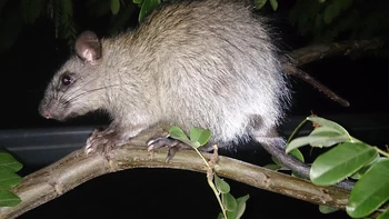 Black-footed Tree Rat | NatureRules1 Wiki | Fandom