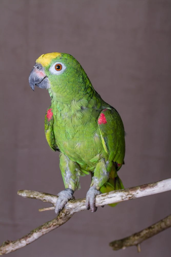 Yellow-crowned Amazon | NatureRules1 Wiki | Fandom