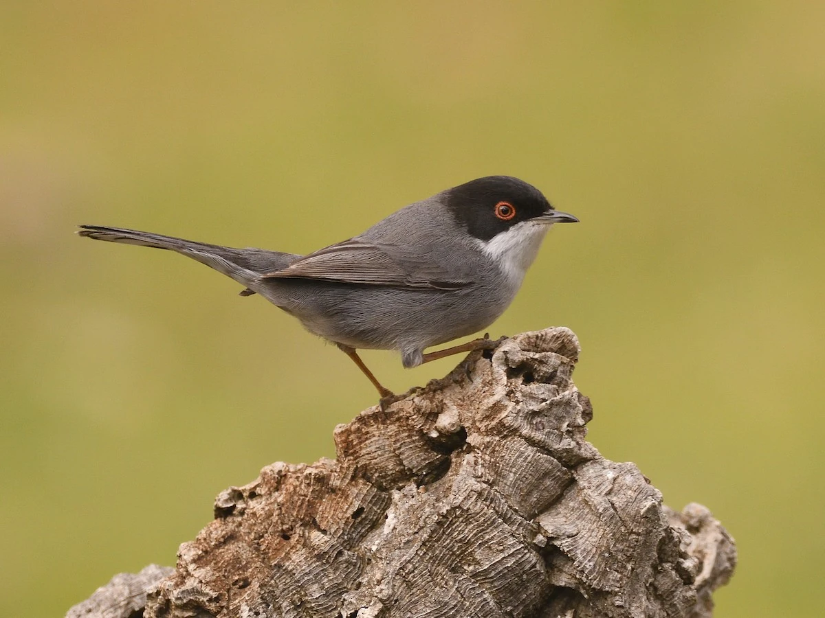 Sardinian Warbler | NatureRules1 Wiki | Fandom