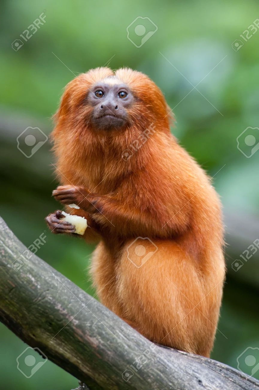 Golden Lion Tamarin | NatureRules1 Wiki | Fandom