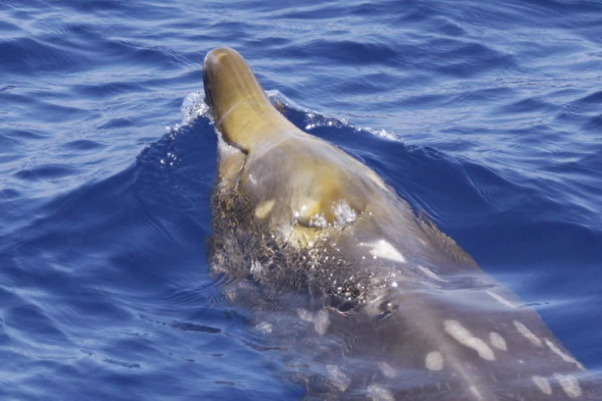 Blainville Beaked Whale | NatureRules1 Wiki | Fandom