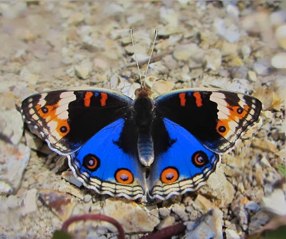 Blue Pansy Butterfly | NatureRules1 Wiki | Fandom
