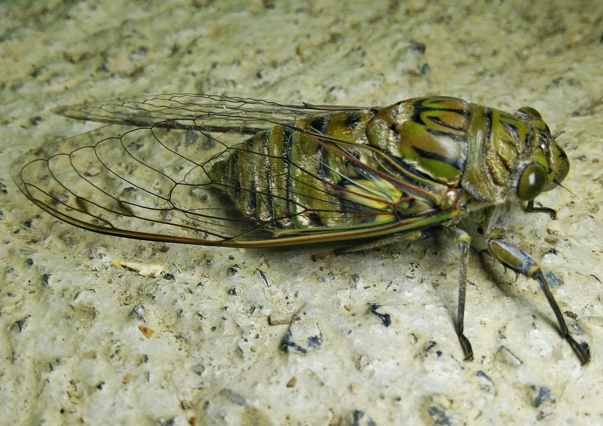 Giant Cicada | NatureRules1 Wiki | Fandom