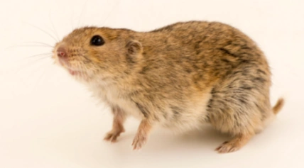 Steppe Lemming | NatureRules1 Wiki | Fandom